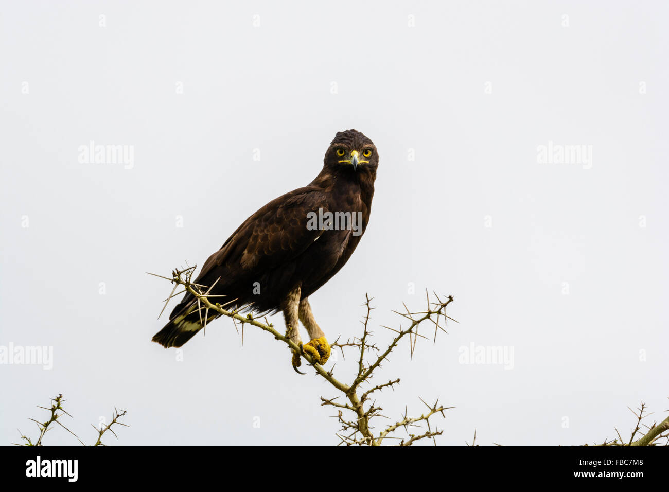 Long-crested eagle, Queen Elizabeth National Park, Uganda Stock Photo ...