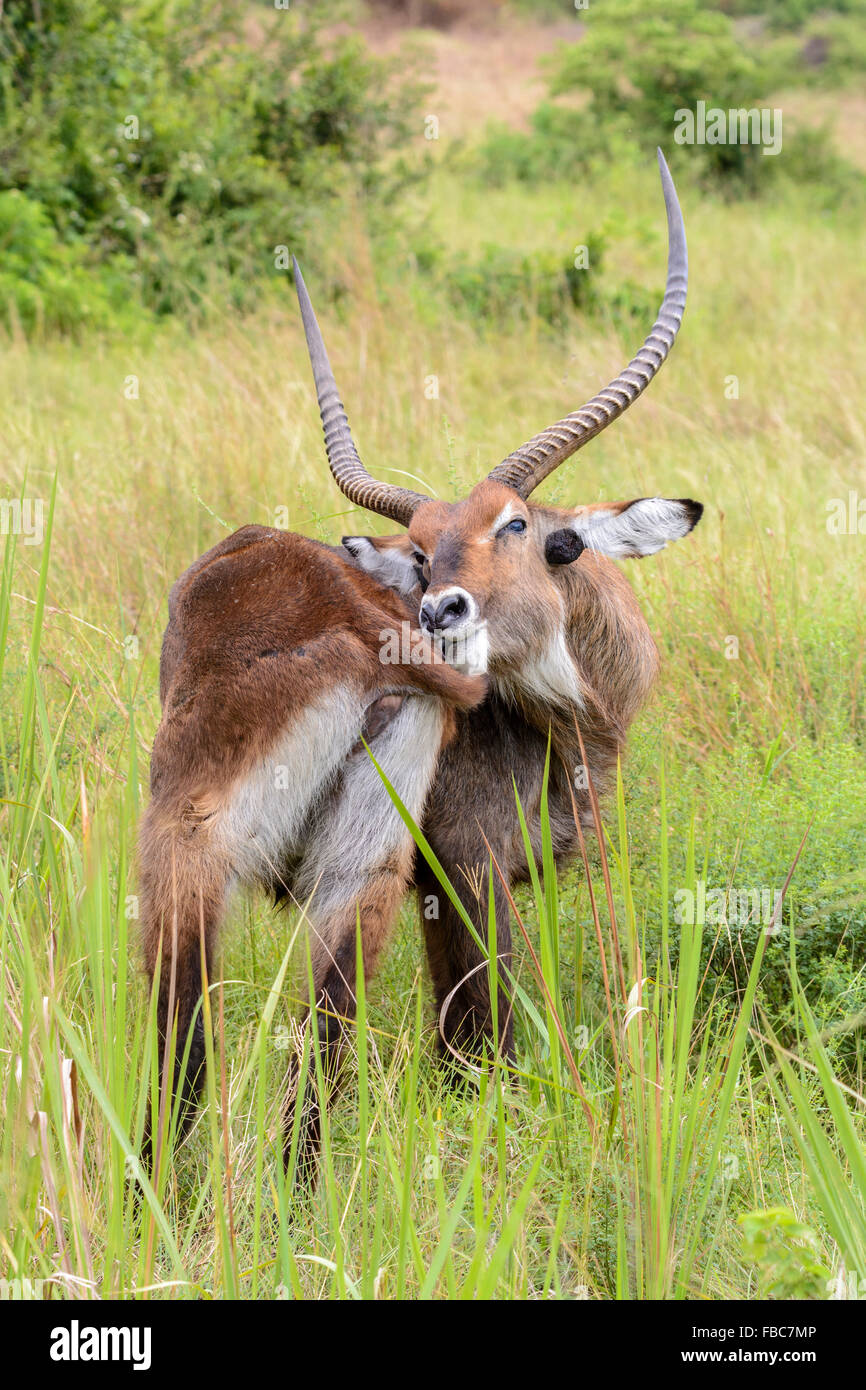 Defassa waterbuck, Queen Elizabeth National Park, Uganda, Africa Stock ...