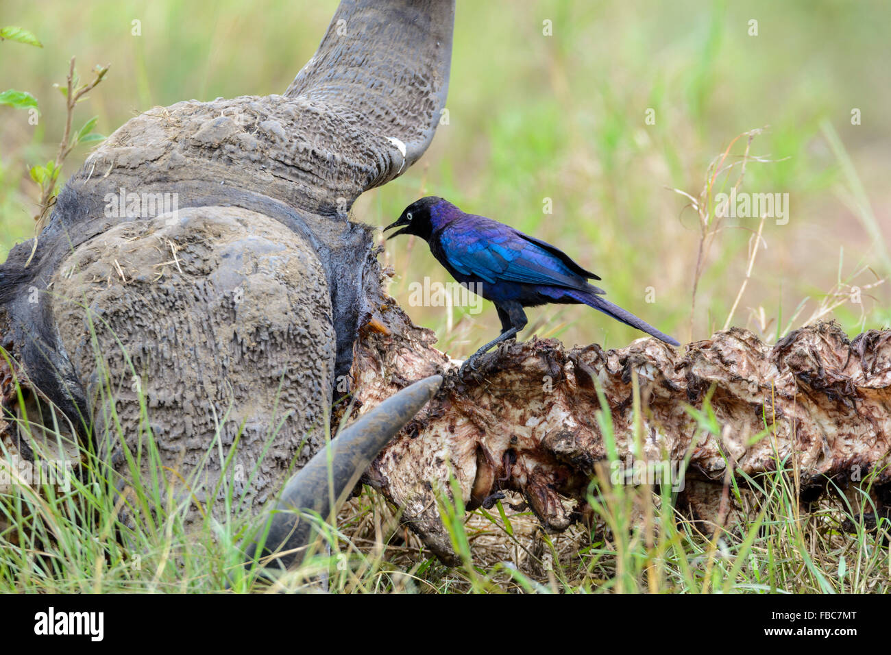 Rüppell's Starling, Queen Elizabeth National Park, Uganda Stock Photo ...