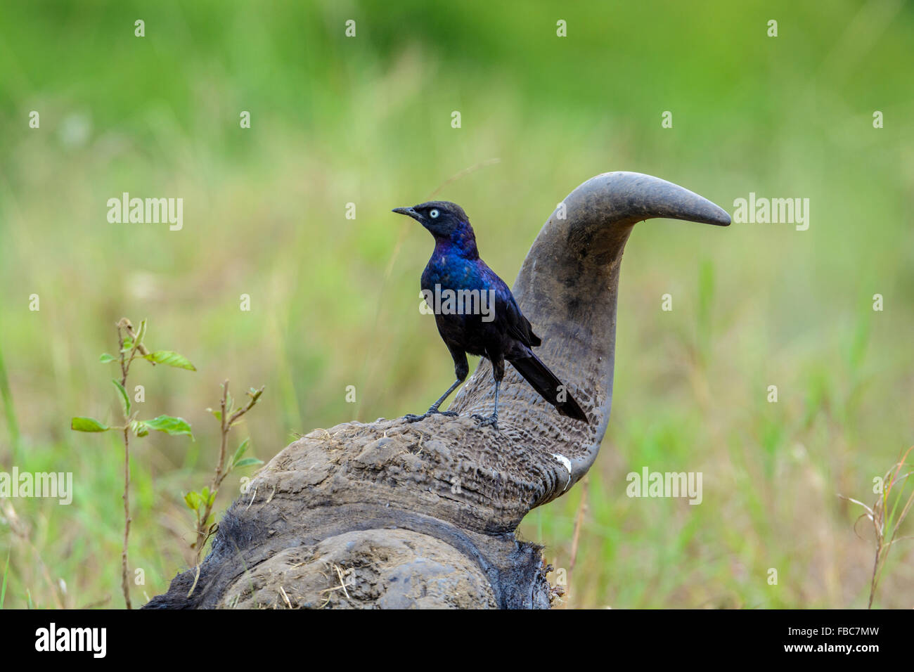 Rüppell's Starling, Queen Elizabeth National Park, Uganda Stock Photo ...