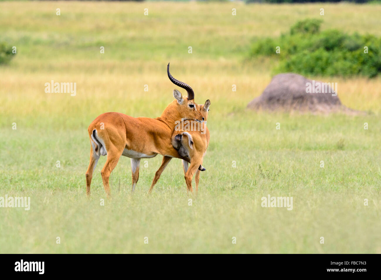 Mating antelope hi-res stock photography and images - Alamy