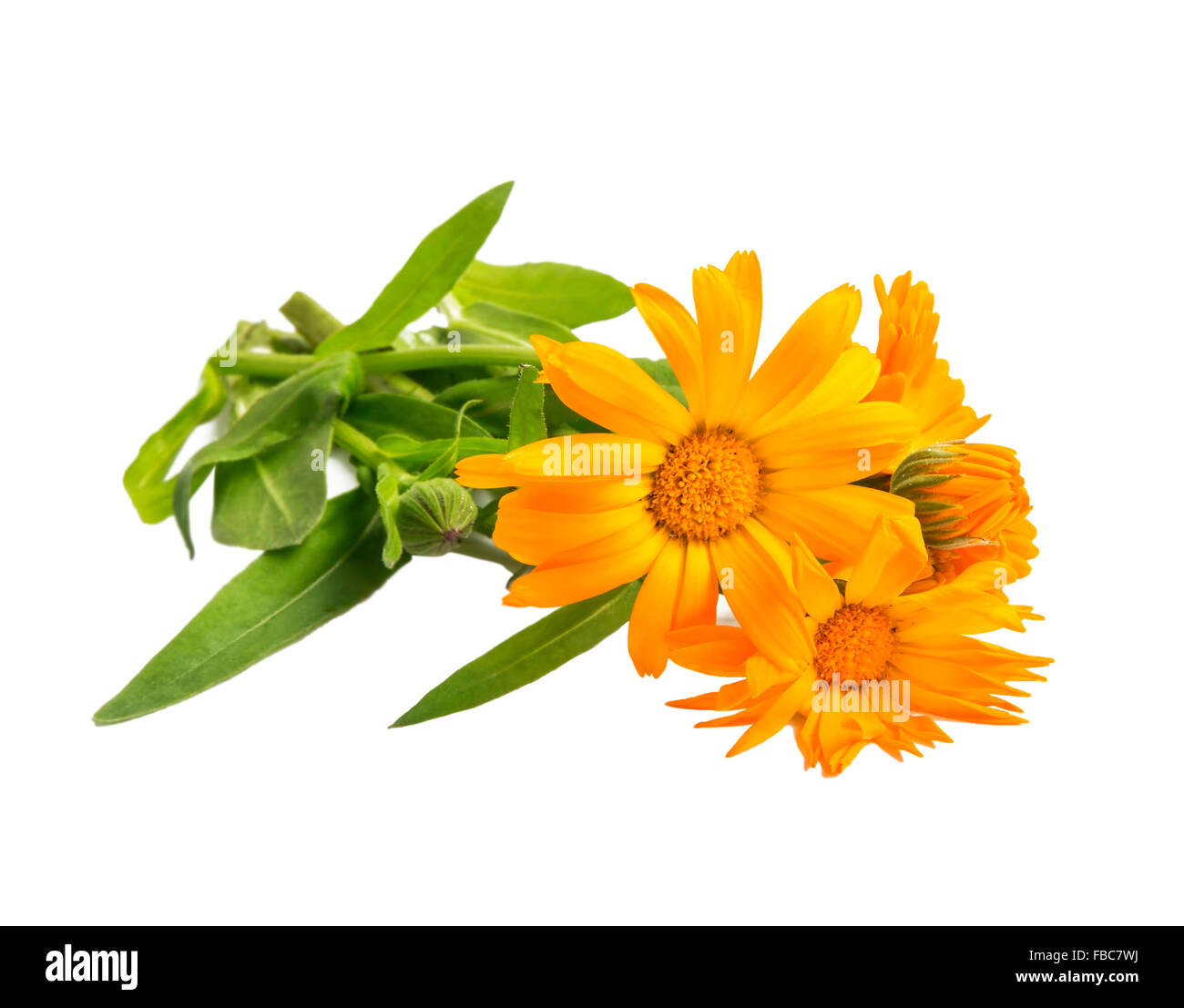 Calendula Herb