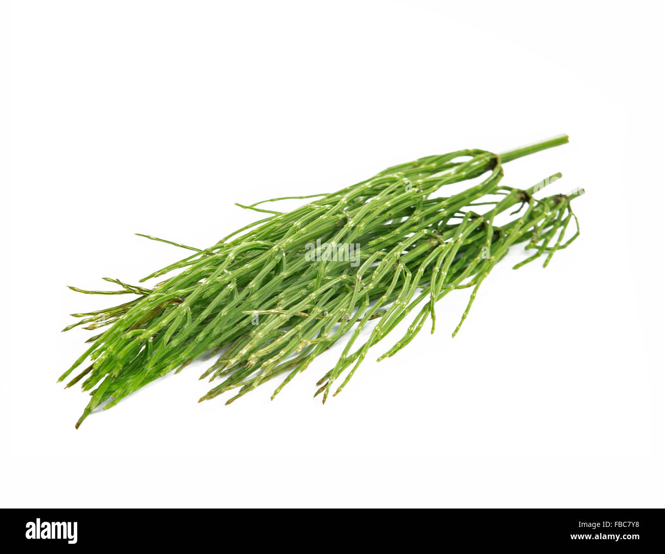 Common field horsetail Cut Out Stock Images & Pictures - Alamy