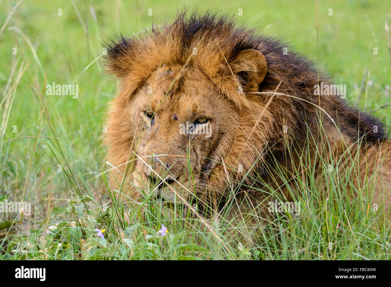 Lion, Queen Elizabeth National Park, Uganda Stock Photo - Alamy