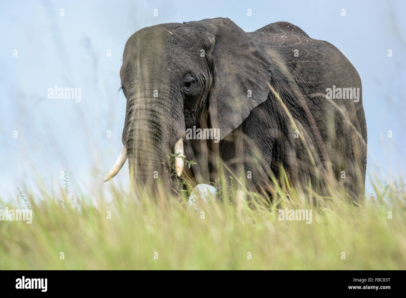 African elephant, Queen Elizabeth National Park, Uganda Stock Photo - Alamy