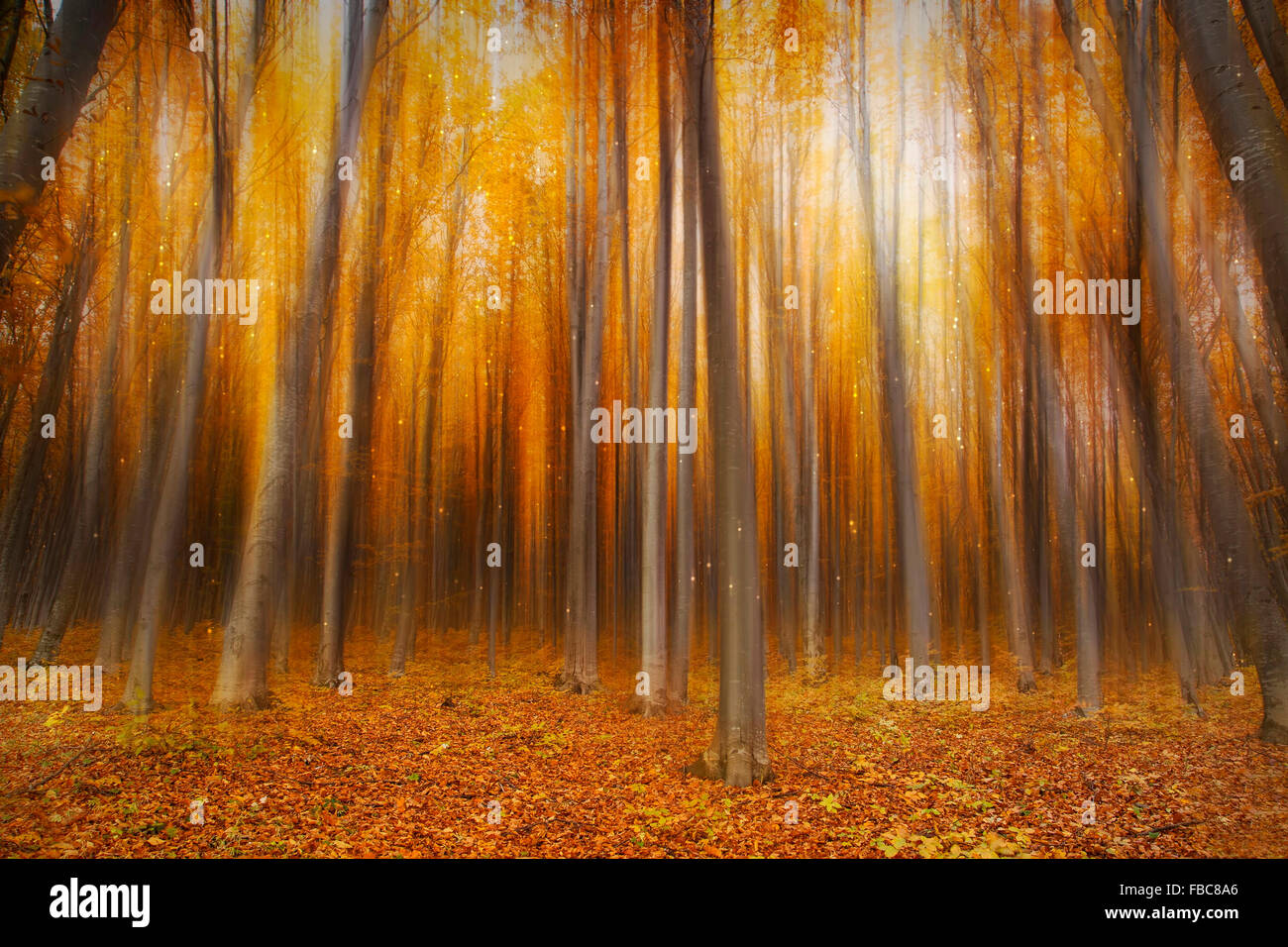 Magic forest hi-res stock photography and images - Alamy