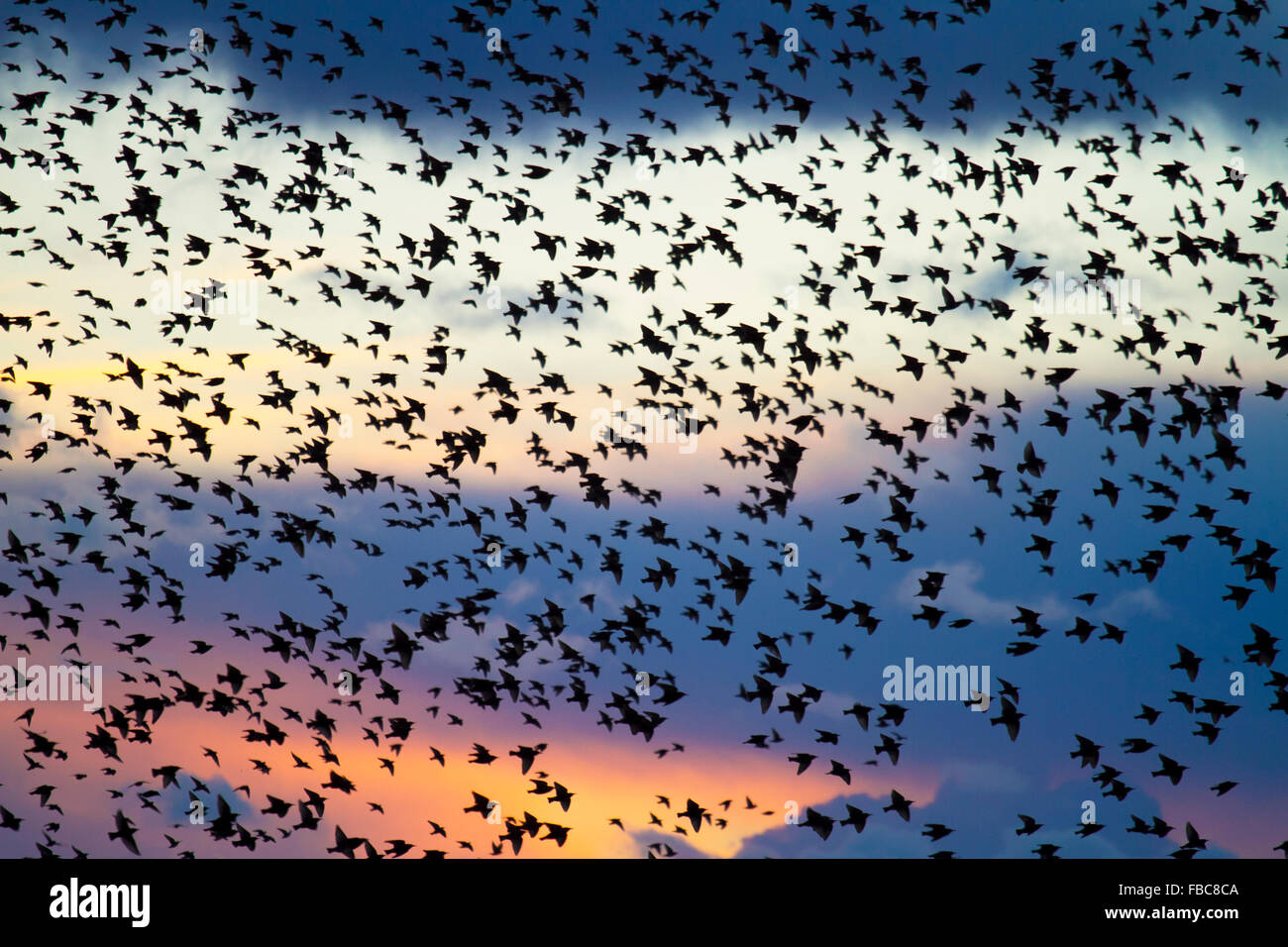 Starlings flying in the night sky, aerial acrobatics at dusk in ...