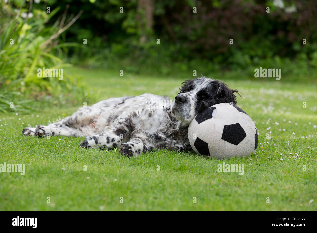 Resting springer spaniel hi-res stock photography and images - Alamy