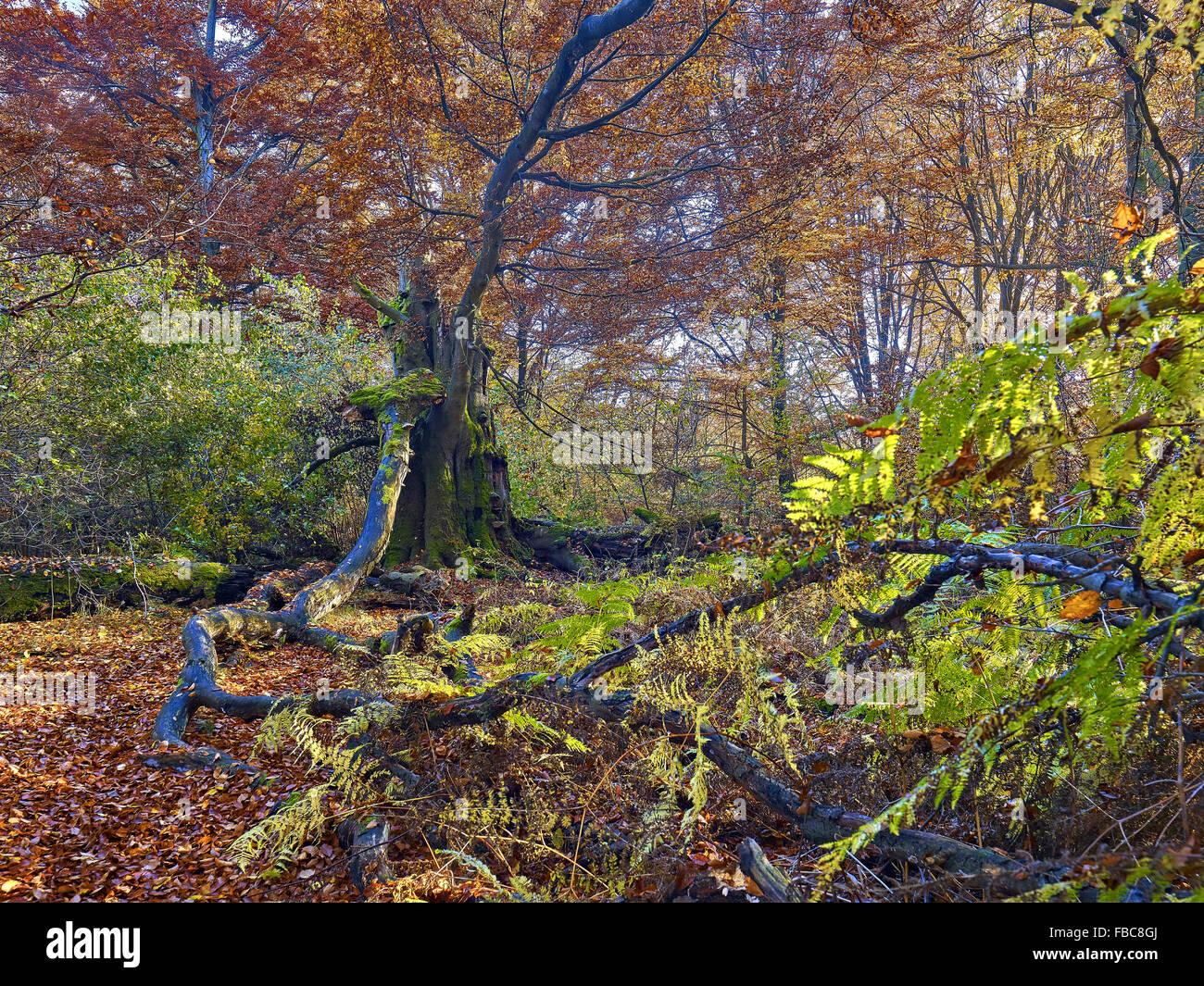 Nature reserve Sababurg Forest, Hesse, Germany Stock Photo - Alamy