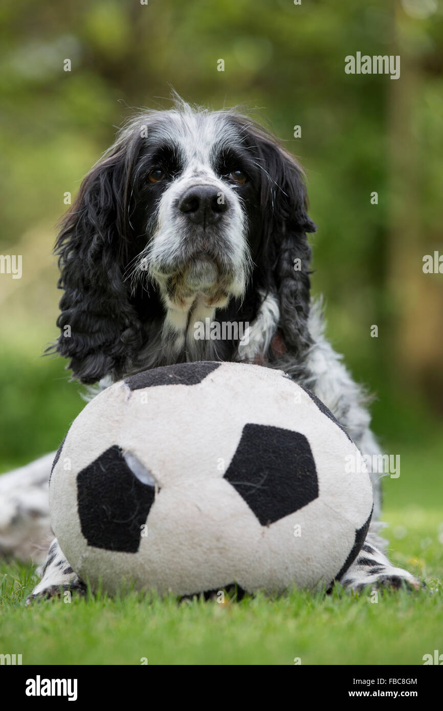 Springer spaniel dog hi-res stock photography and images - Alamy