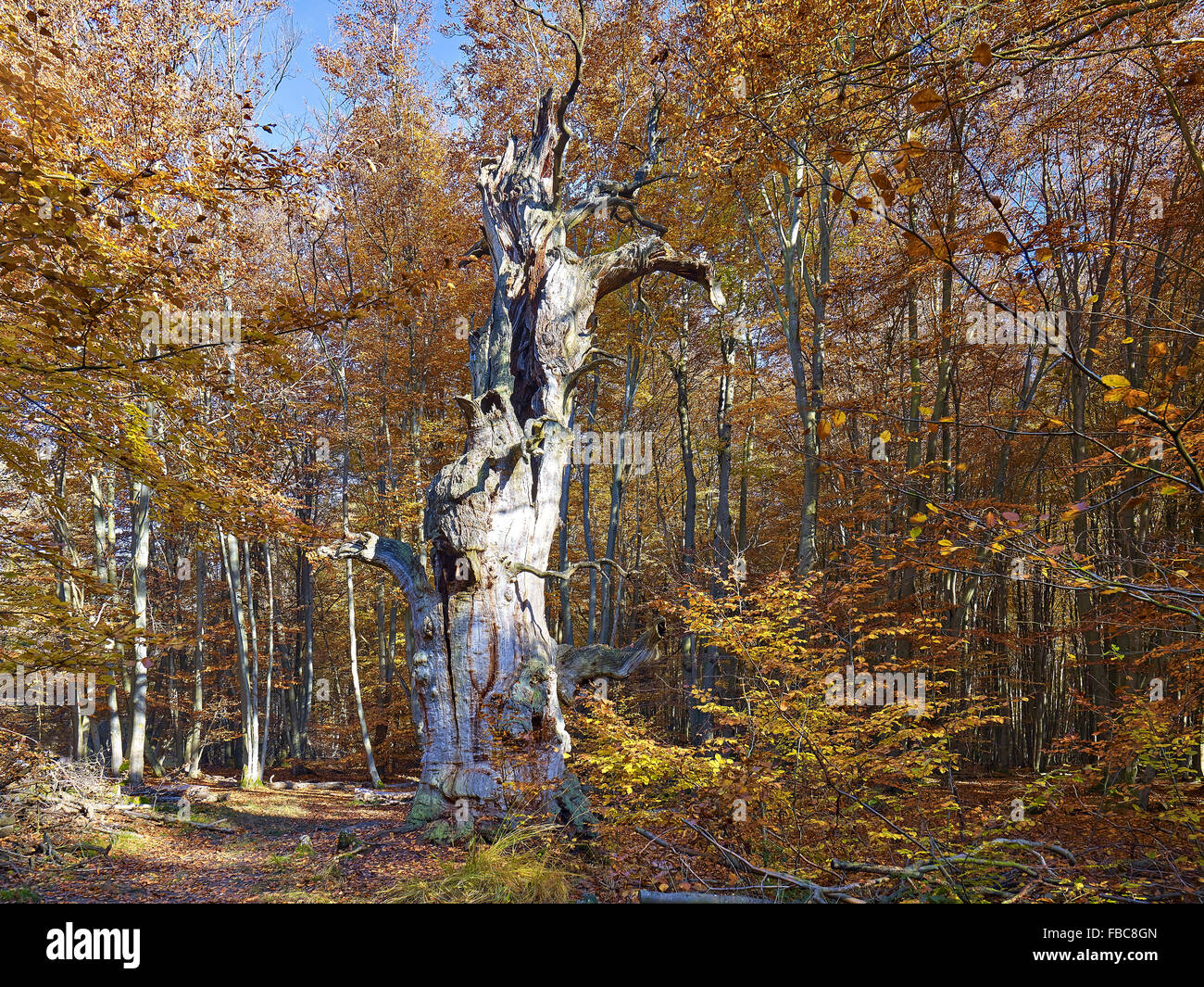 Nature reserve Sababurg Forest, Hesse, Germany Stock Photo - Alamy