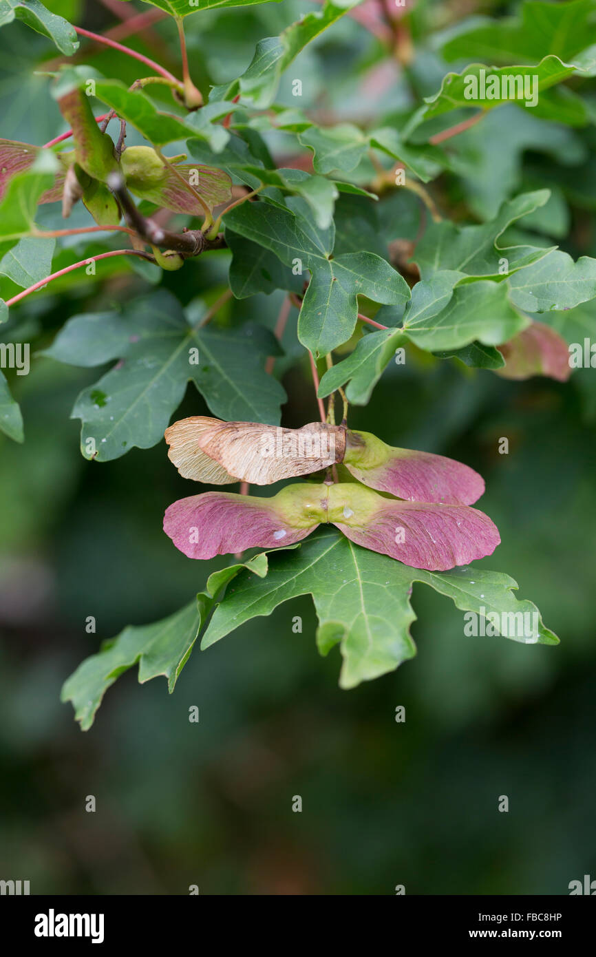 Field maple hi-res stock photography and images - Alamy