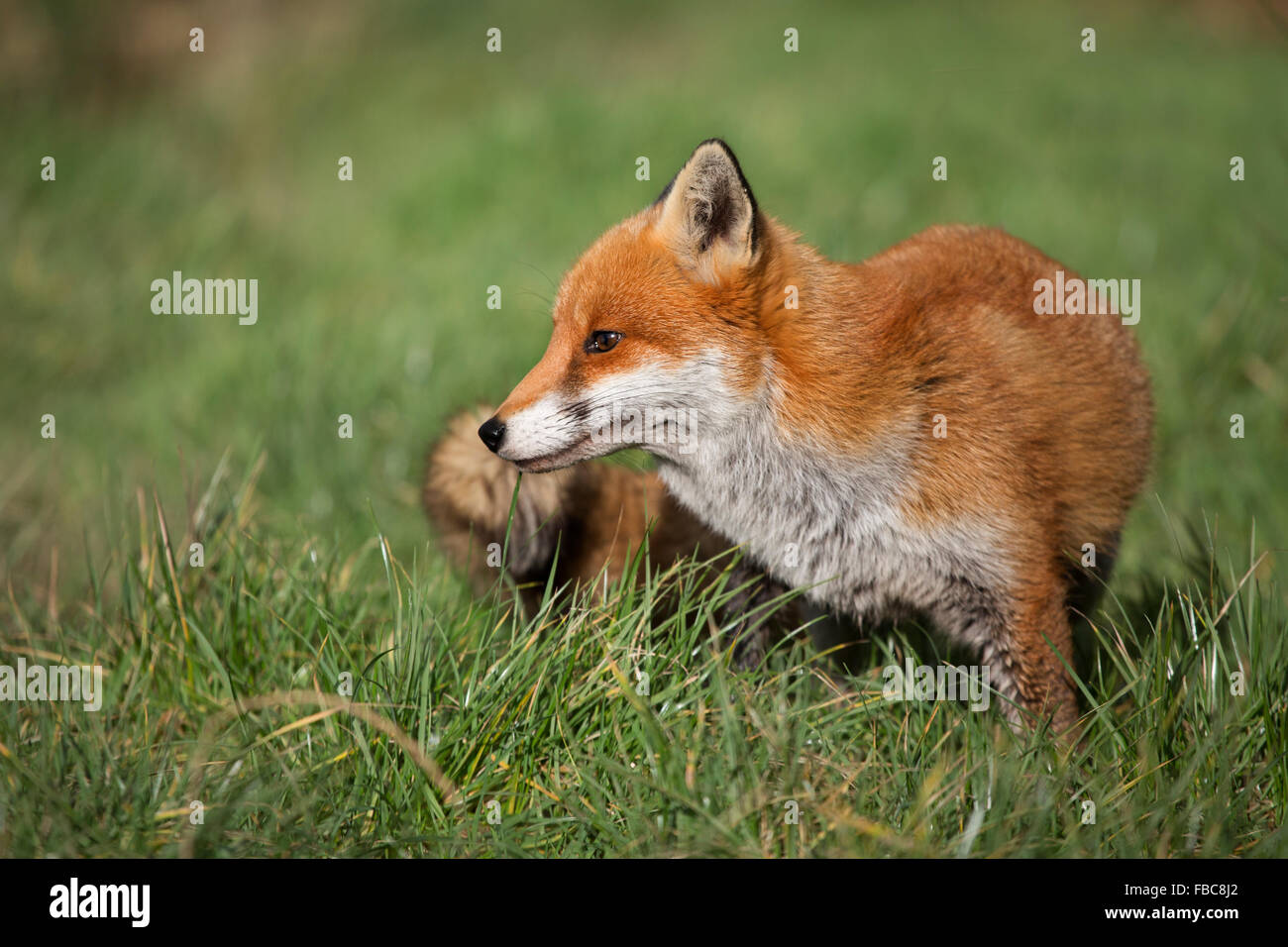 Fox; Vulpes vulpes; Cornwall; UK Stock Photo - Alamy