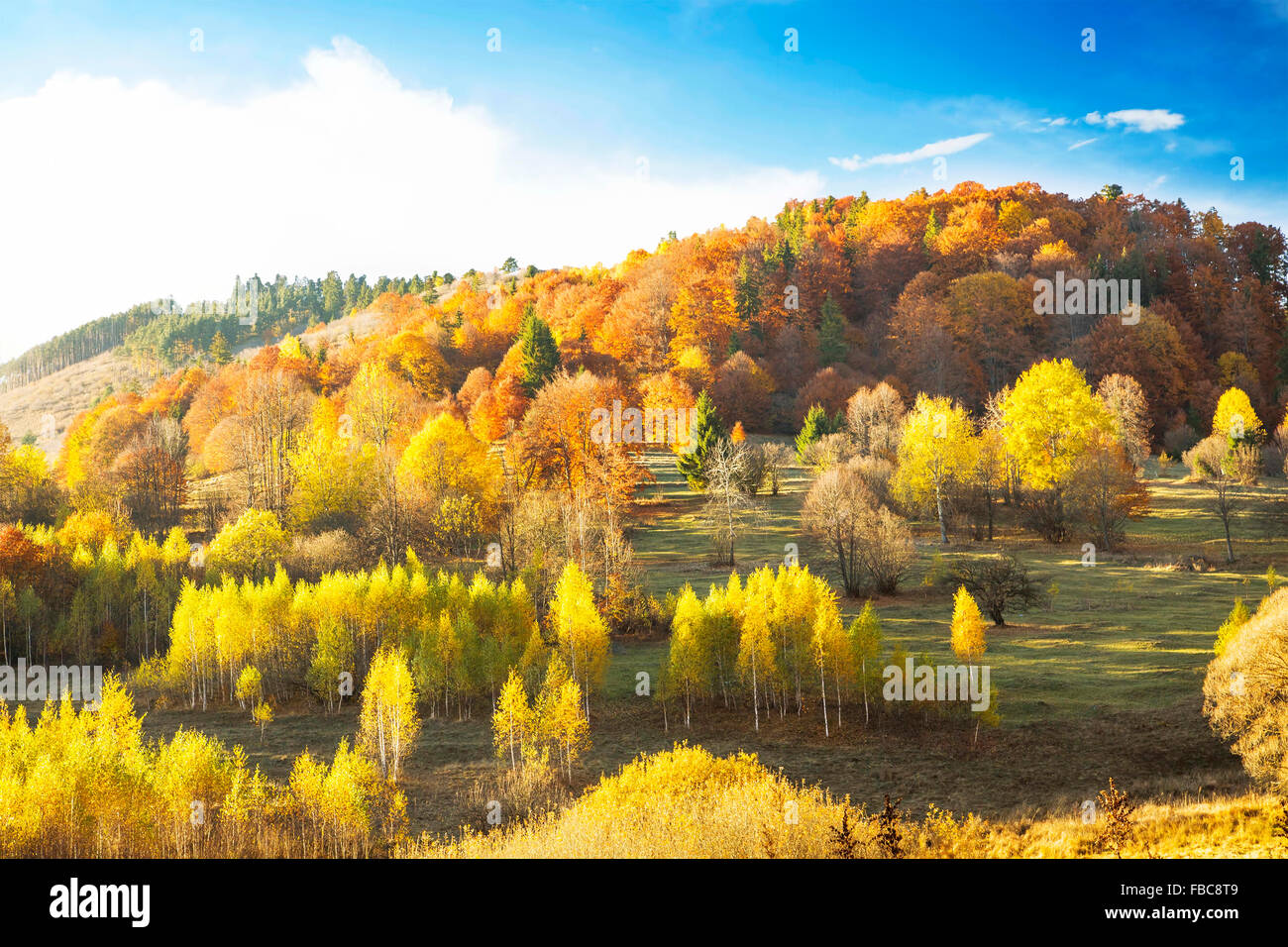 Beautiful autumn meadow landscape with colorful trees in the warmy ...