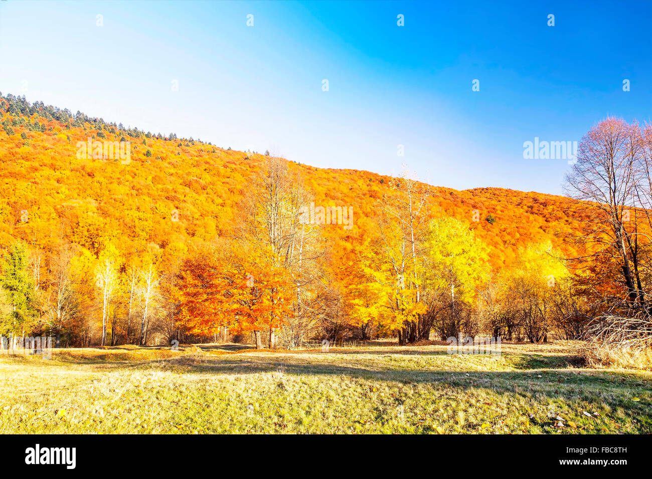 Autumn colorful beech trees , countryside landscape Stock Photo - Alamy