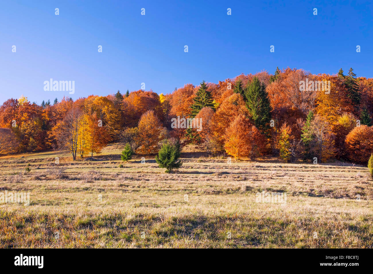 Trees and countryside hi-res stock photography and images - Alamy