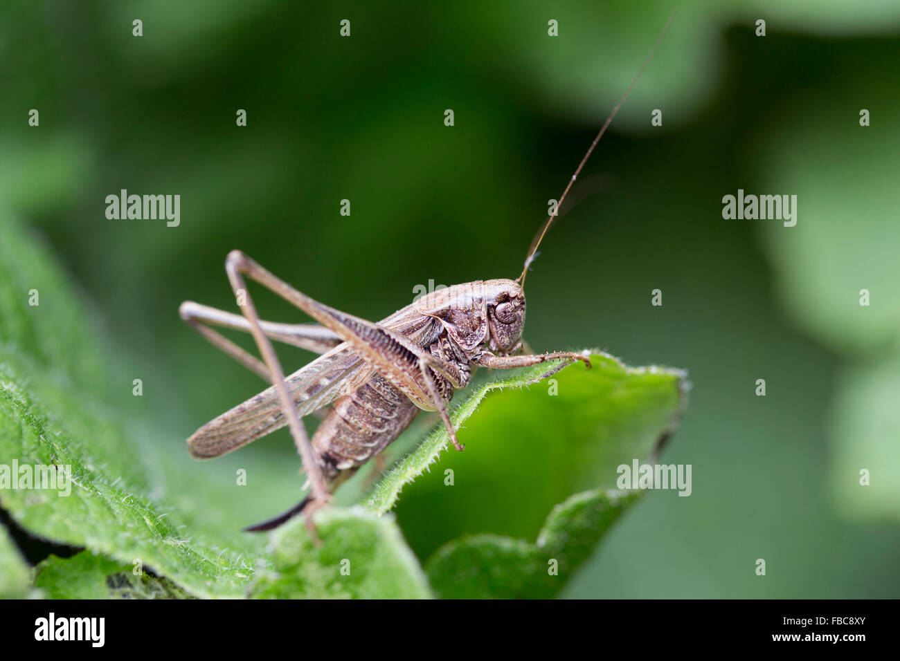 Grey Bush Cricket; Platycleis albopunctata Single on Leaf; Isles of ...