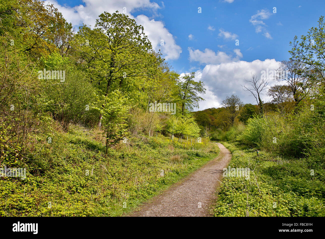 Haugh Woods; Herefordshire; UK Stock Photo - Alamy