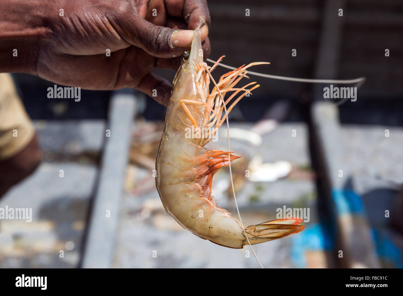 Fisherman's hand holding freshly caught prawns or Bay Prawn, Sri Lanka ...