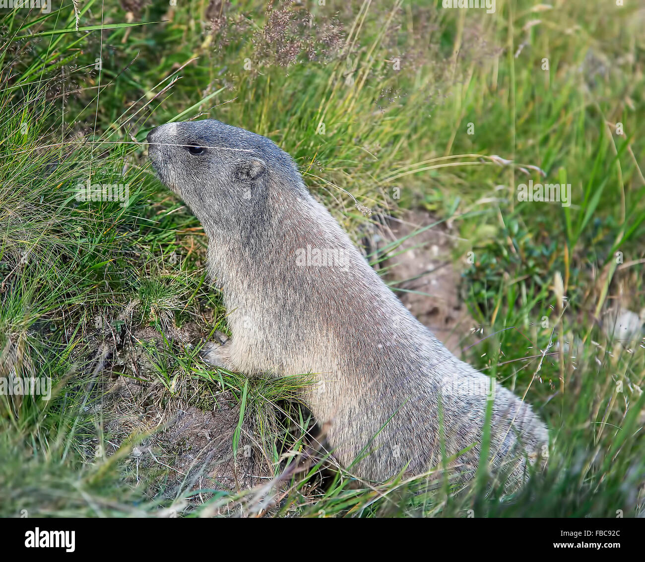 Alpine Marmot.Wild Mountain Beautiful Animal Feeding Stock Photo - Alamy