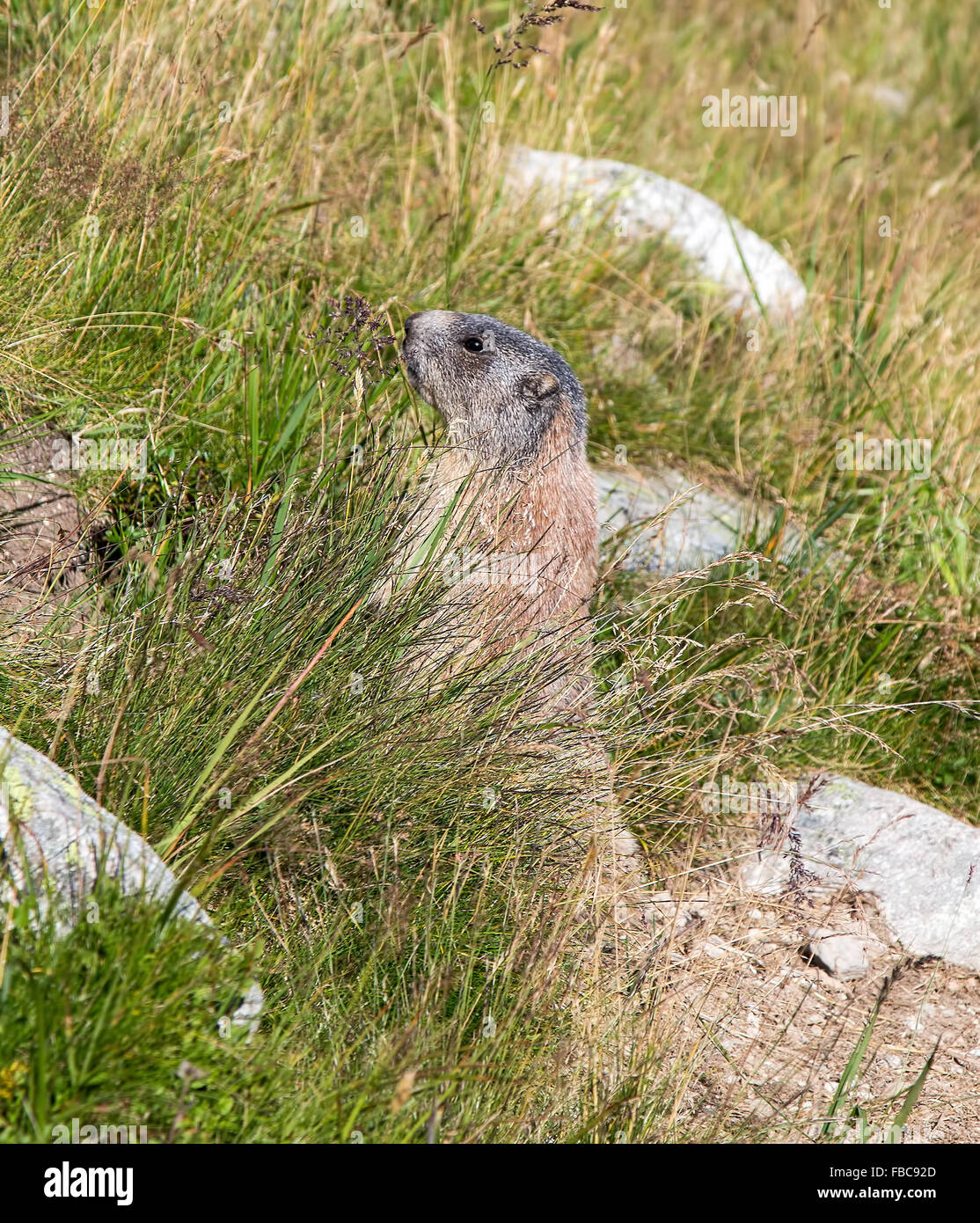 Alpine Marmot.Wild Mountain Beautiful Animal Feeding Stock Photo - Alamy