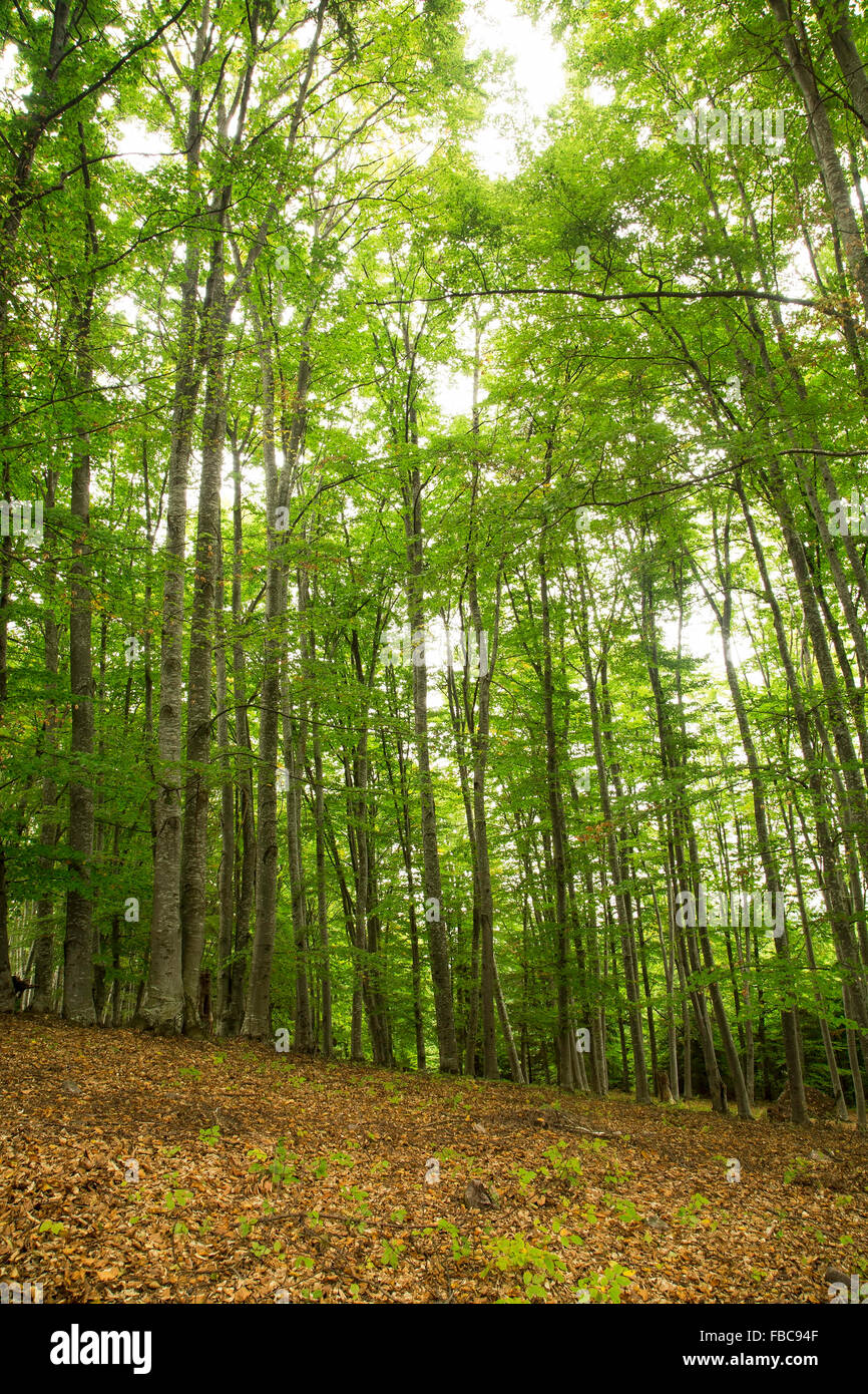Nature Beautiful Green Beech Trees Forest Stock Photo - Alamy