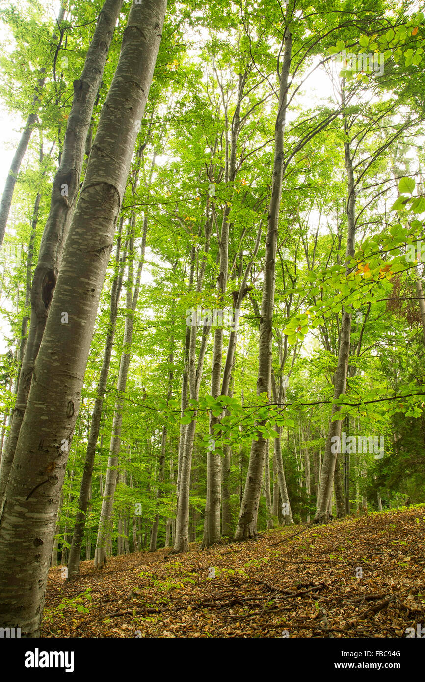 Nature Beautiful Green Beech Trees Forest Stock Photo - Alamy