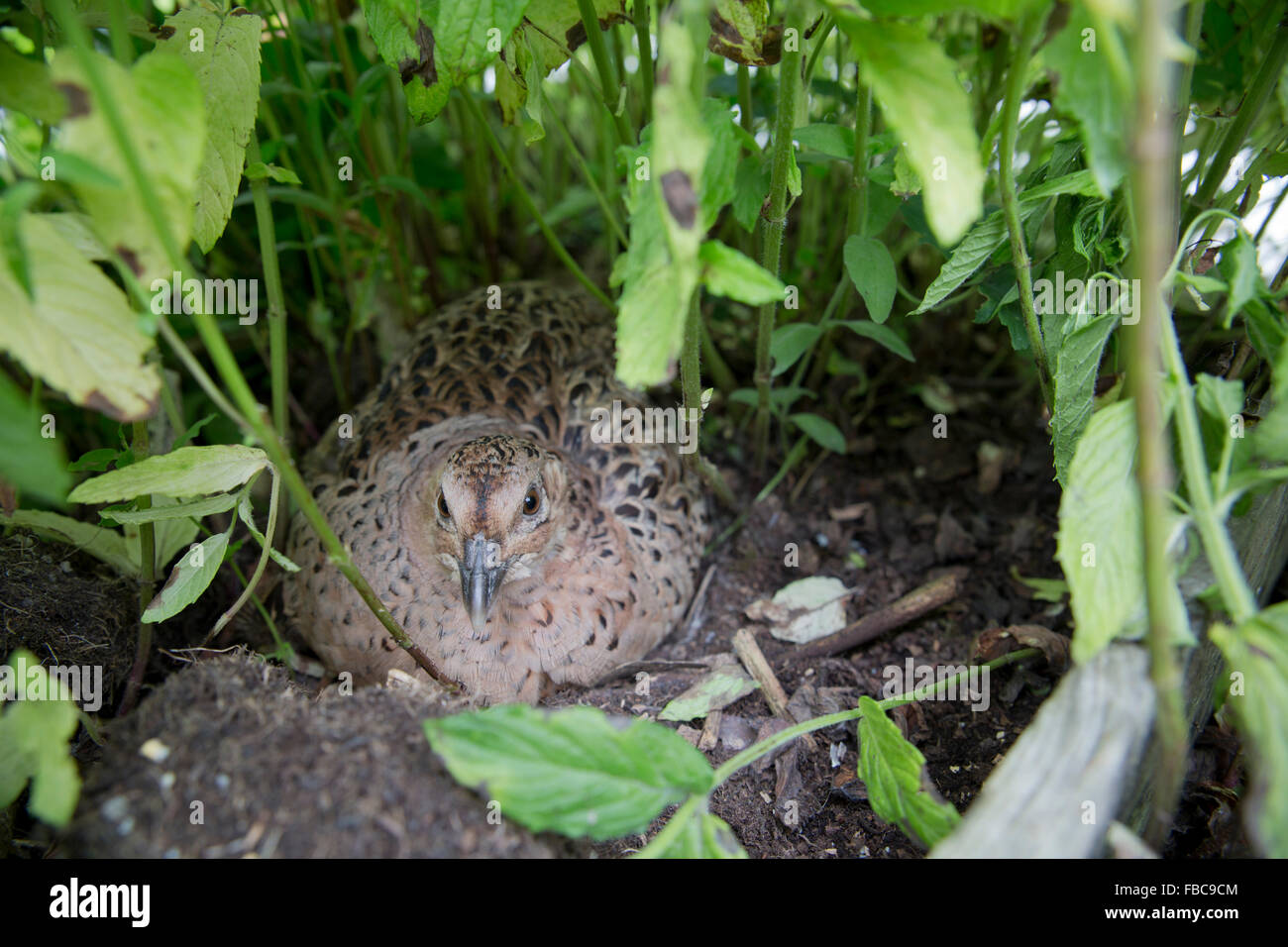 Pheasant ; Phasianus colchicus Single Hen on Nest Cornwall; UK Stock ...