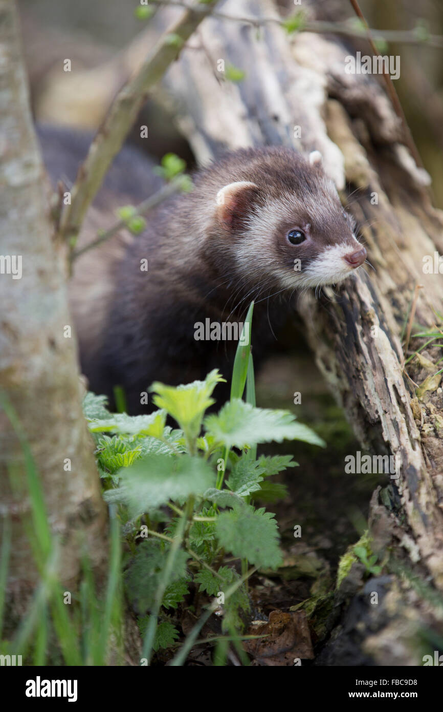 Polecat face hi-res stock photography and images - Alamy