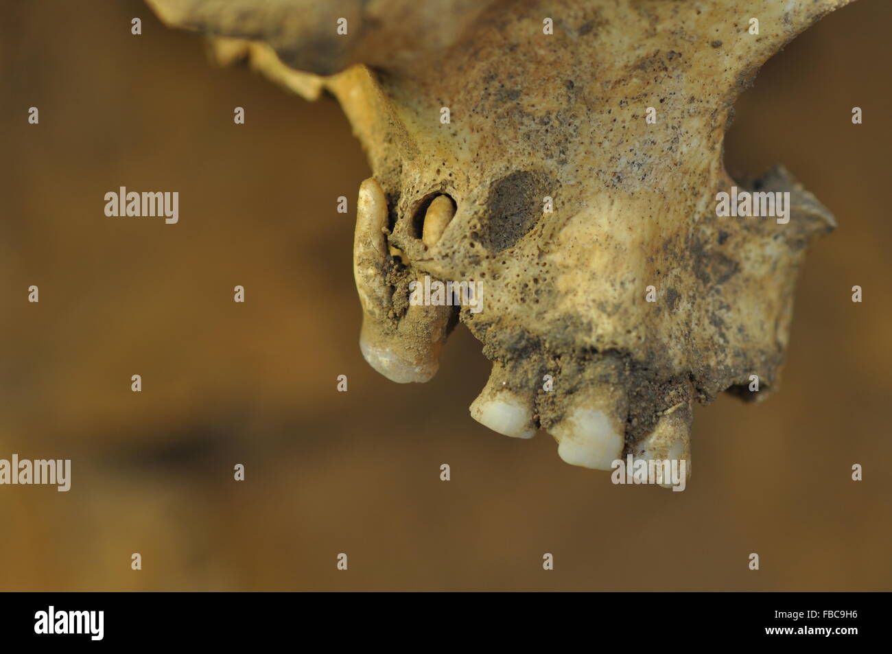 Forensic anthropology hi-res stock photography and images - Alamy