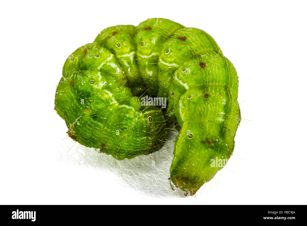 Fat green worm Cut Out Stock Images & Pictures - Alamy