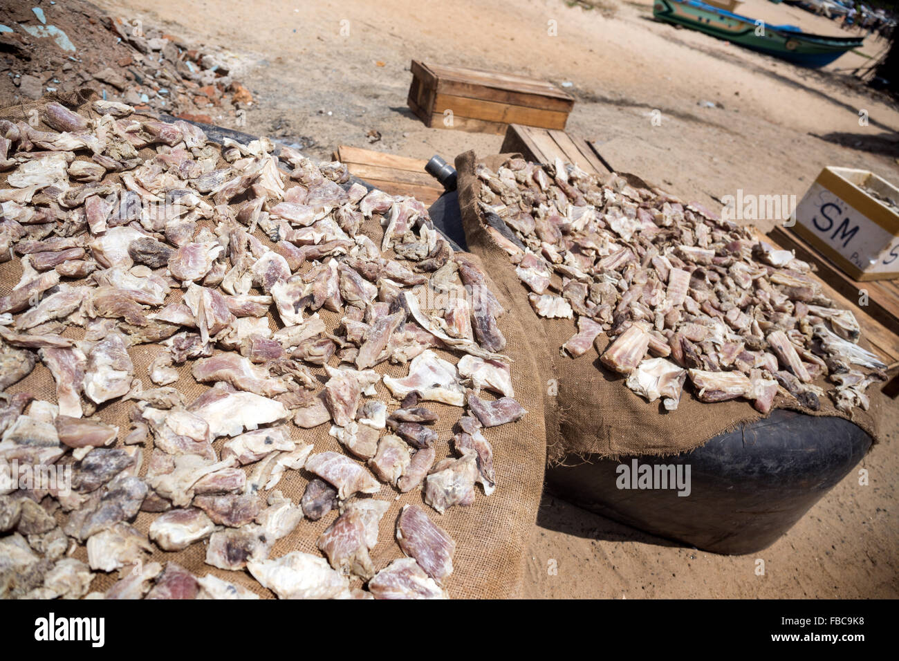 Dried fish, Arugam bay, Sri Lanka, South Asia, Asia Stock Photo - Alamy