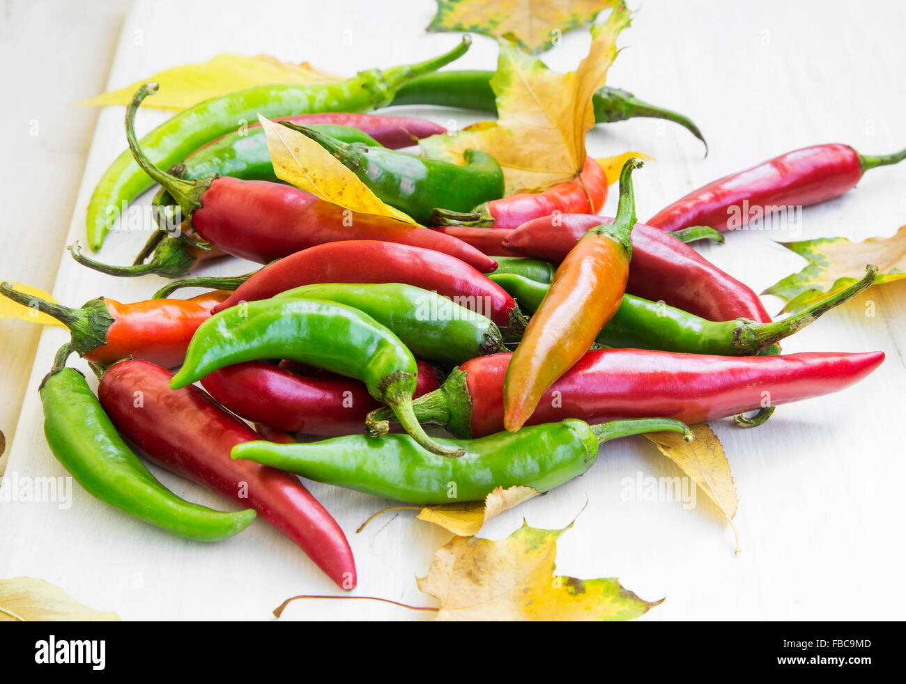 Hot Chilli Peppers with Bright Colors and Autumn Leaves Stock Photo - Alamy