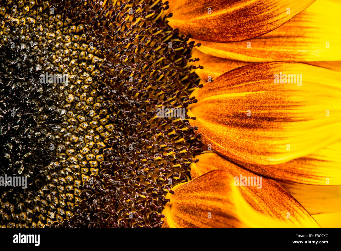 Close up sunflower head hi-res stock photography and images - Alamy