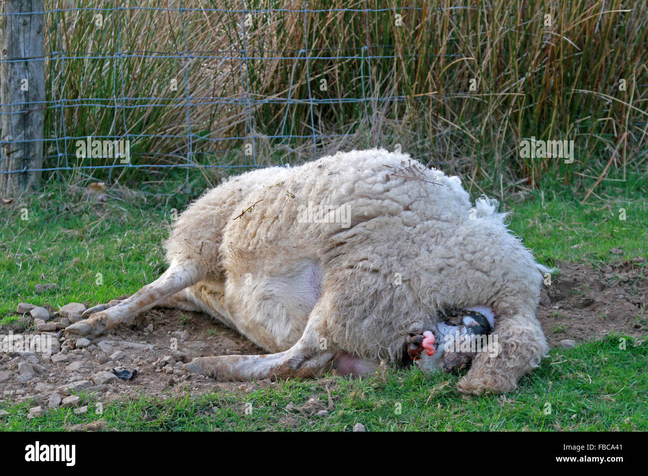 Welsh sheep hi-res stock photography and images - Alamy