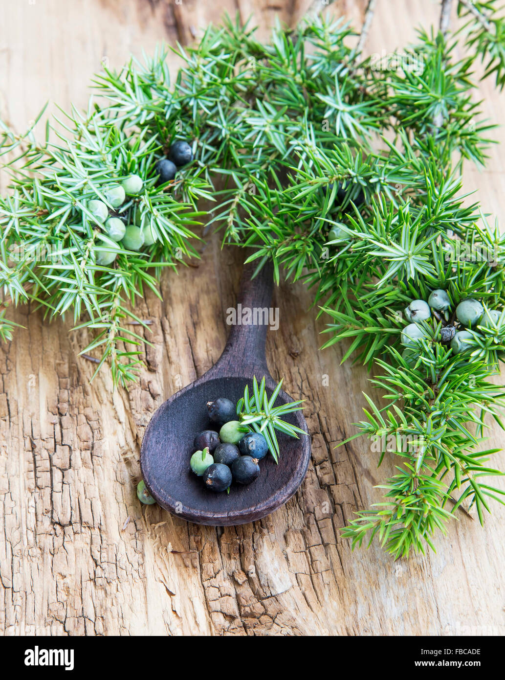 Juniper fruits hi-res stock photography and images - Alamy