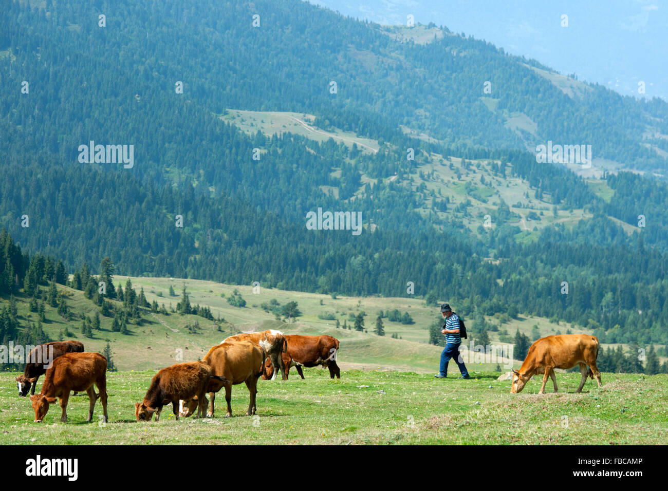 Georgien, Adscharien, am Goderdzi Pass, Kuhhirte Stock Photo - Alamy