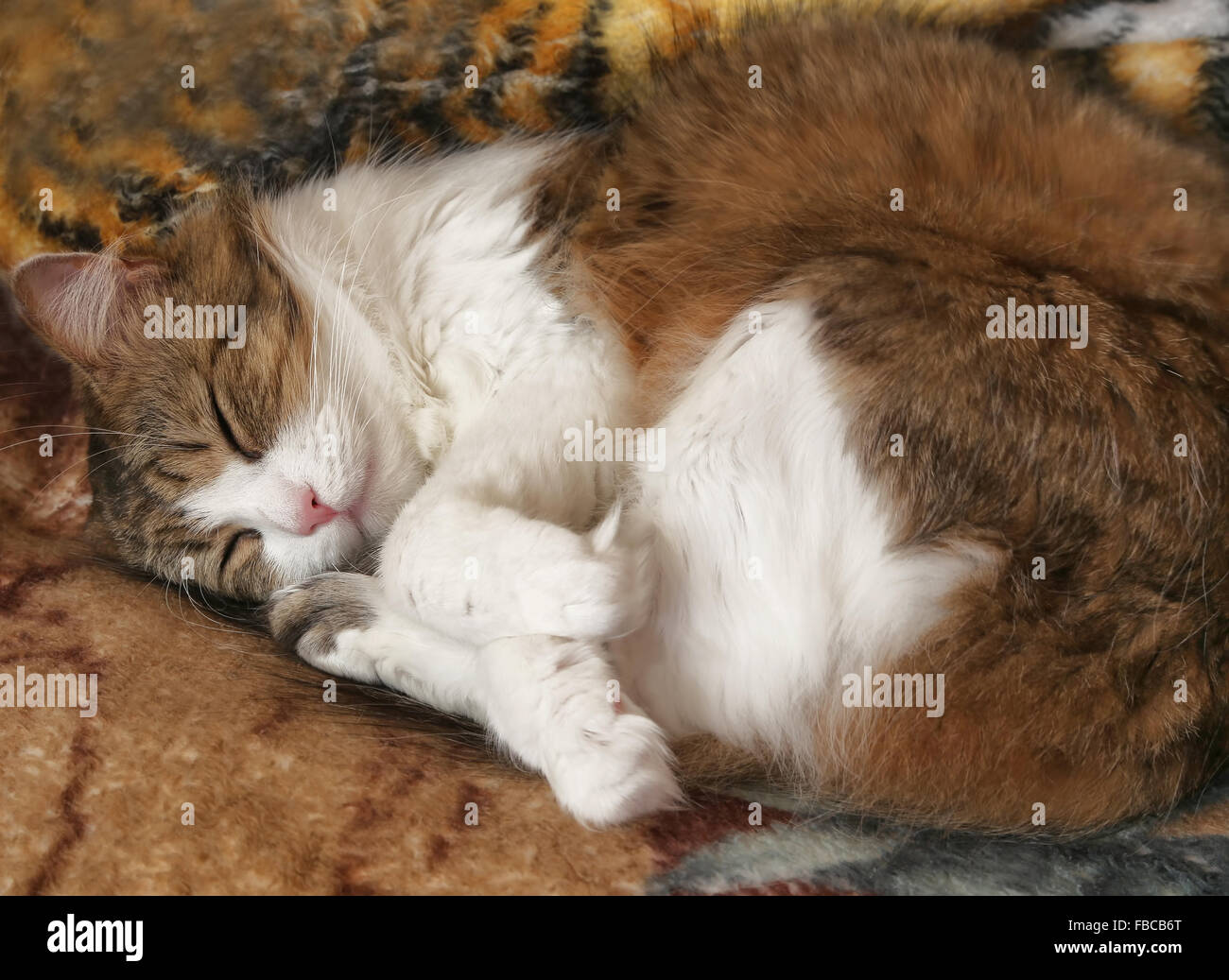 Cute Sleeping Cat, Fluffy Adorable Pet Having a Nap Stock Photo - Alamy