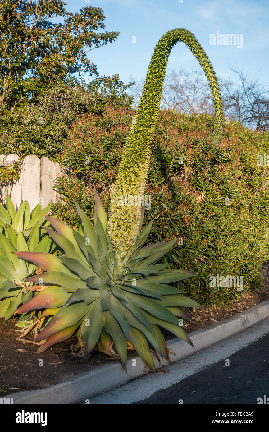 An Attenuata Agave in bloom with it's swan's neck flower stalk in Santa ...