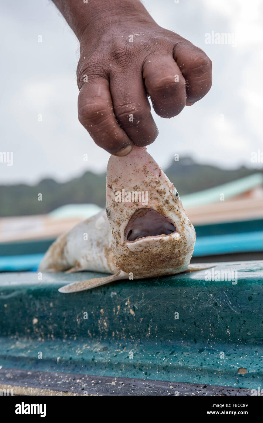 Cyclops Shark In Water