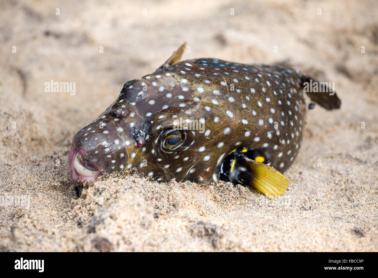 Pufferfish in sand hi-res stock photography and images - Alamy
