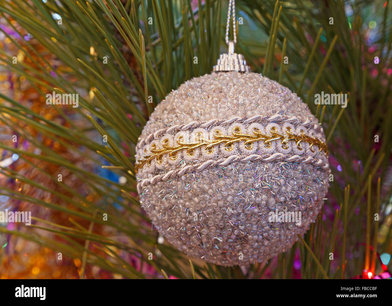 Silver pine tree hi-res stock photography and images - Alamy
