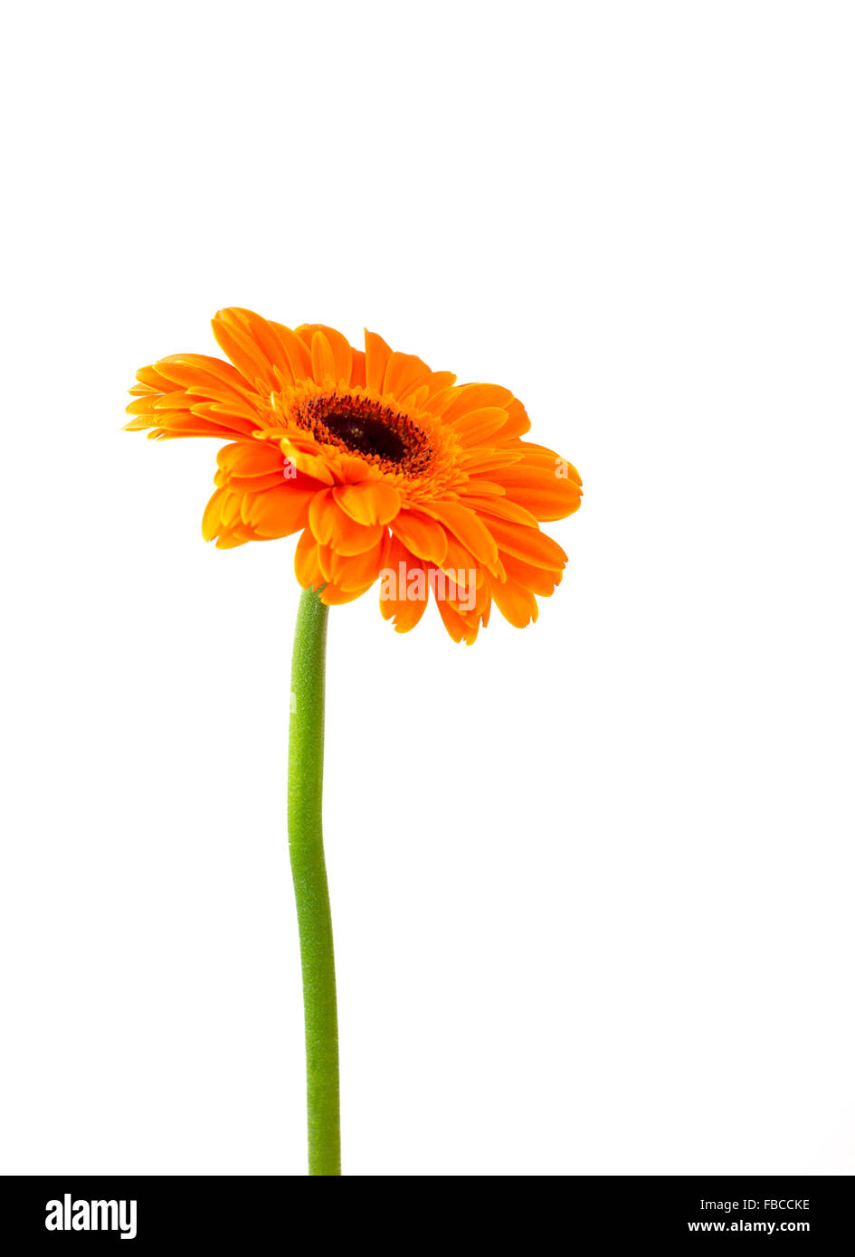Gerbera gerber closeup detail Cut Out Stock Images & Pictures - Alamy