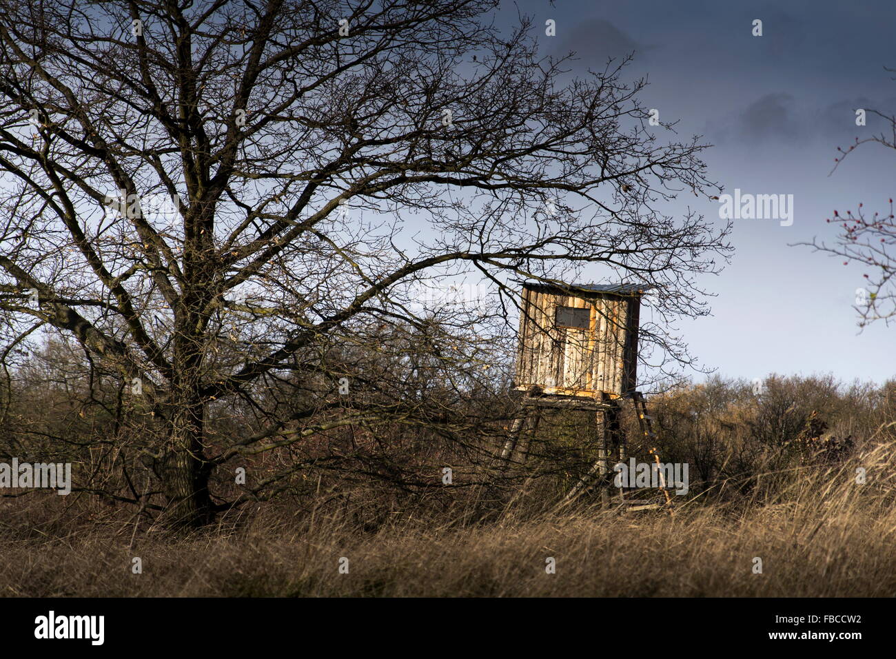 Wooden hunters high seat hide in forest with blue sky background Stock ...
