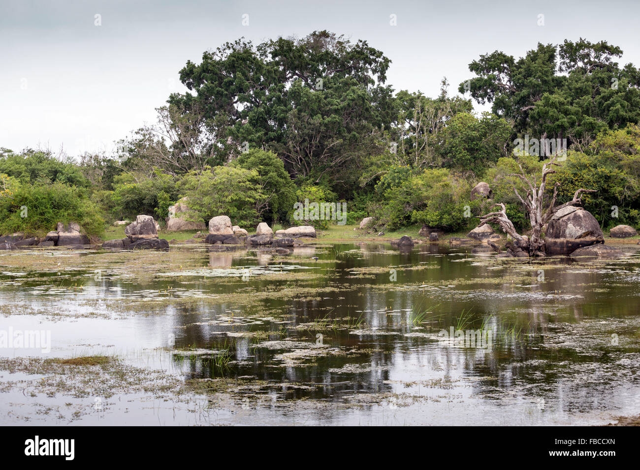 Kumana National Park, formerly Yala East, Kumana, Eastern Province, Sri ...