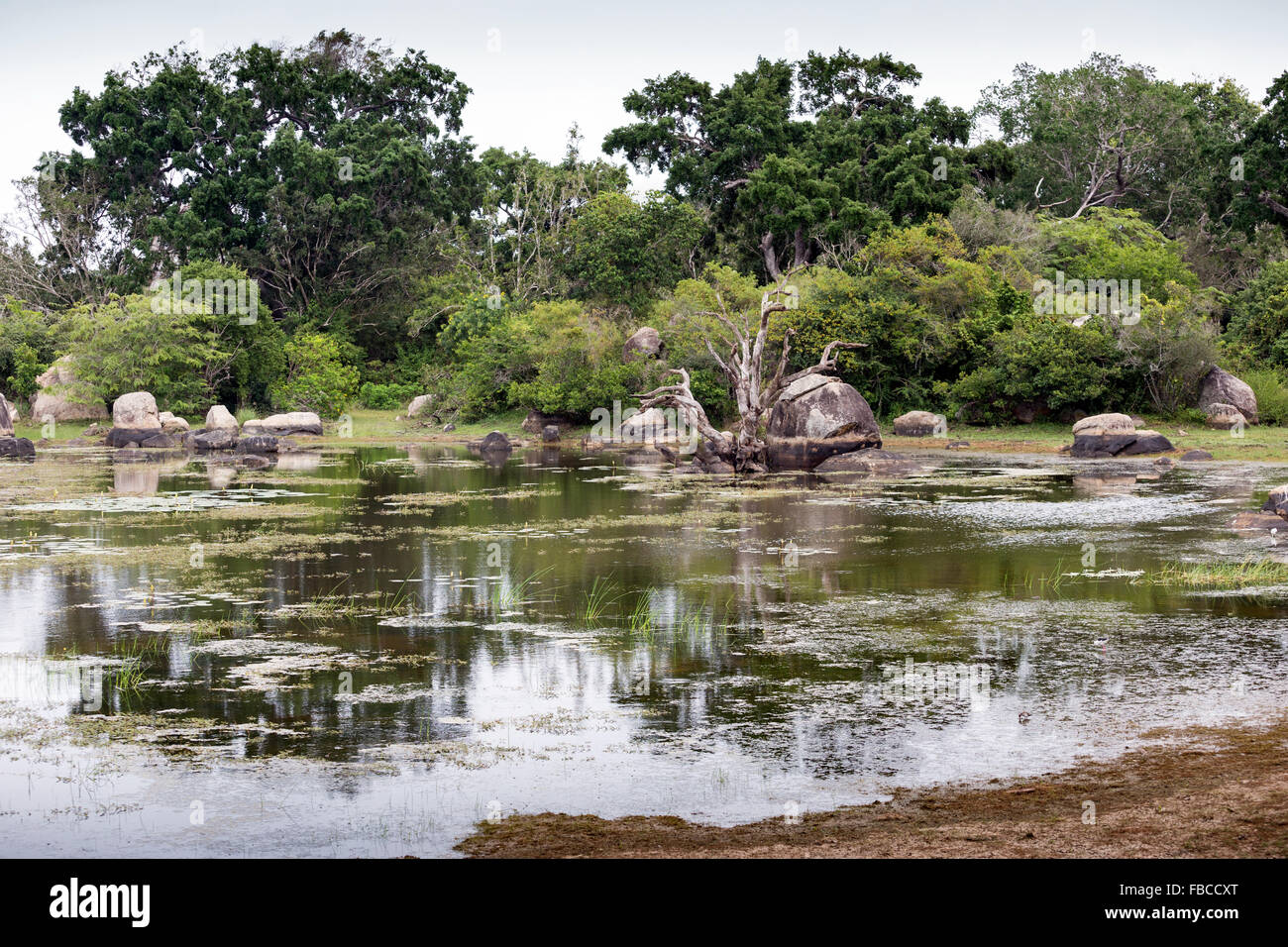 Kumana National Park, formerly Yala East, Kumana, Eastern Province, Sri ...