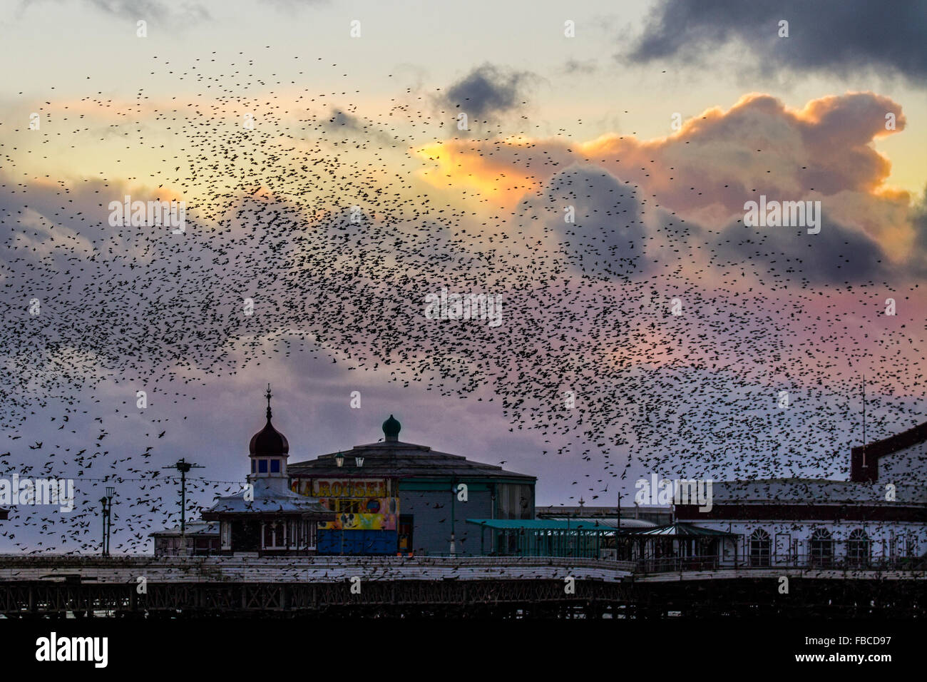 Birds in Flight, flying in the clouds flocks of Starlings at Blackpool ...