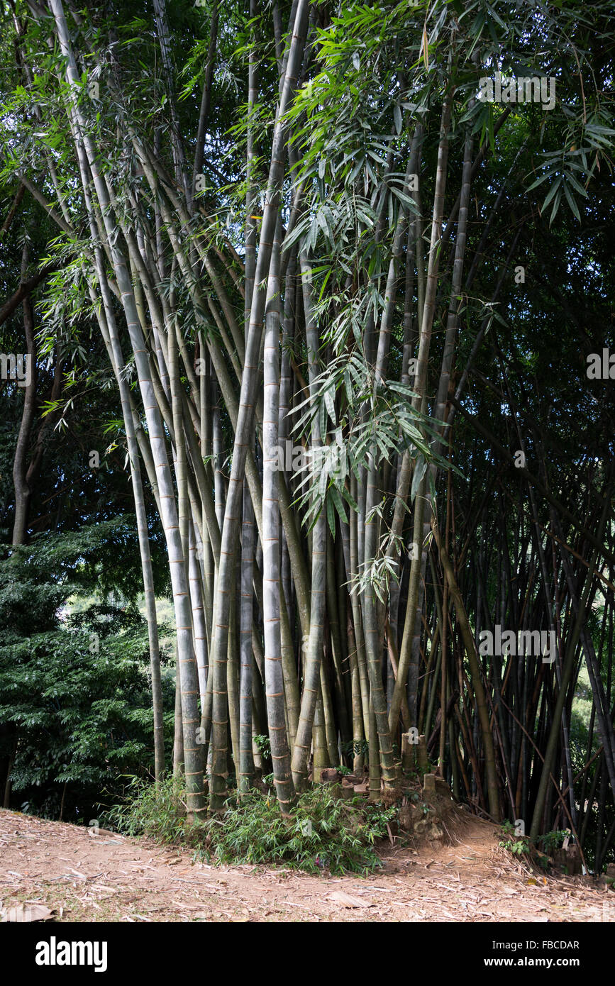 A clump of giant bamboo cane of Burma is the largest Known in the world ...