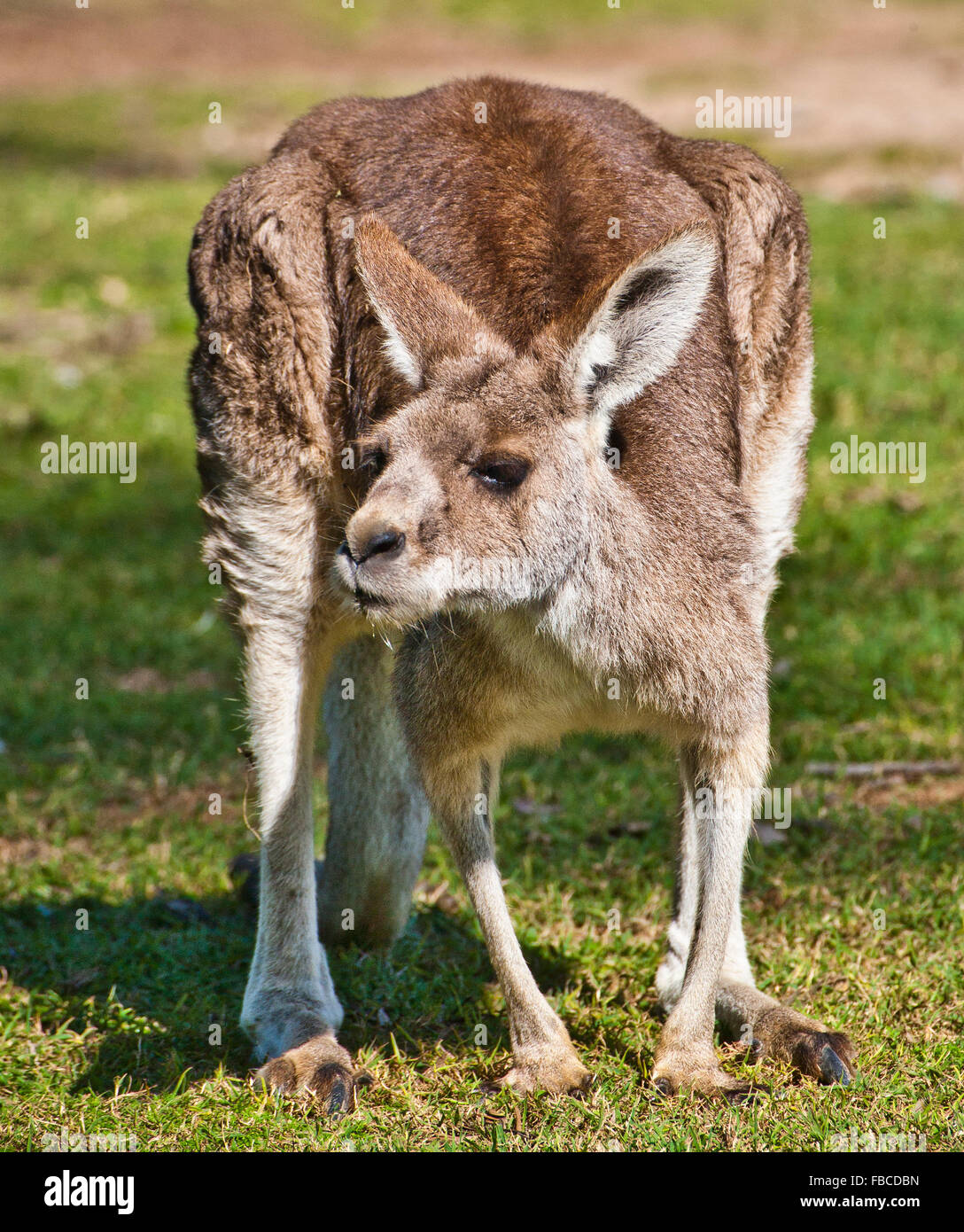Eastern Grey Kangaroo (Macropus giganteus Stock Photo - Alamy