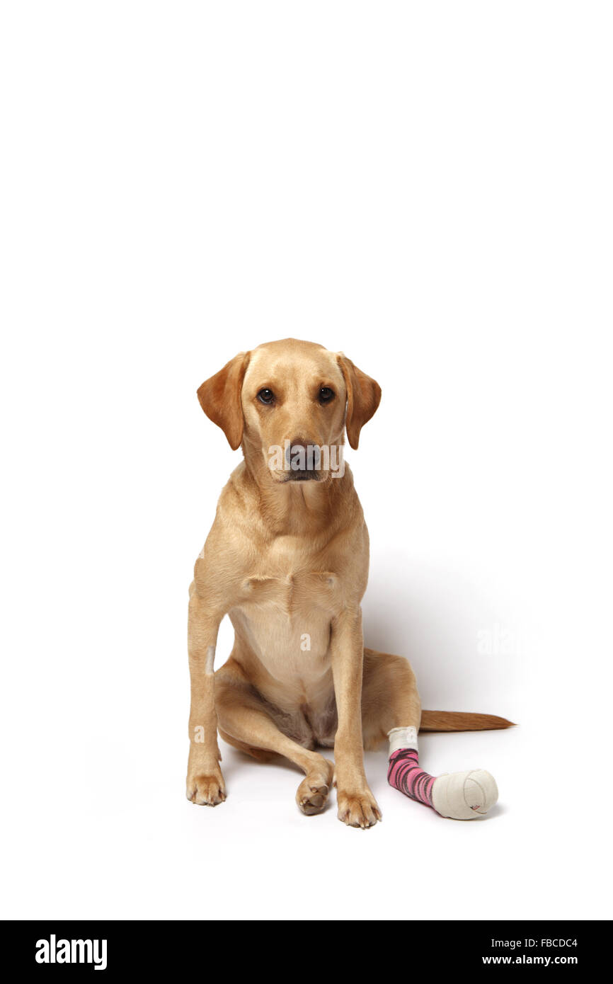 Yr old yellow labrador retriever hi-res stock photography and images ...